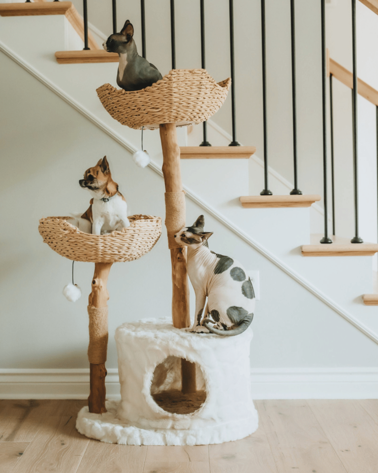 16 of the Best Cat Trees for Large Cats - Best Stuff Hub