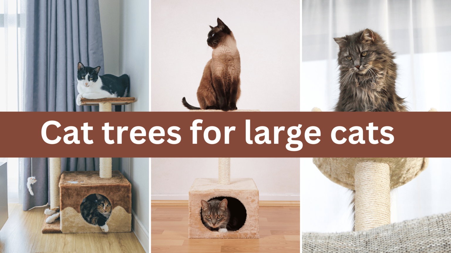 16 of the Best Cat Trees for Large Cats - Best Stuff Hub